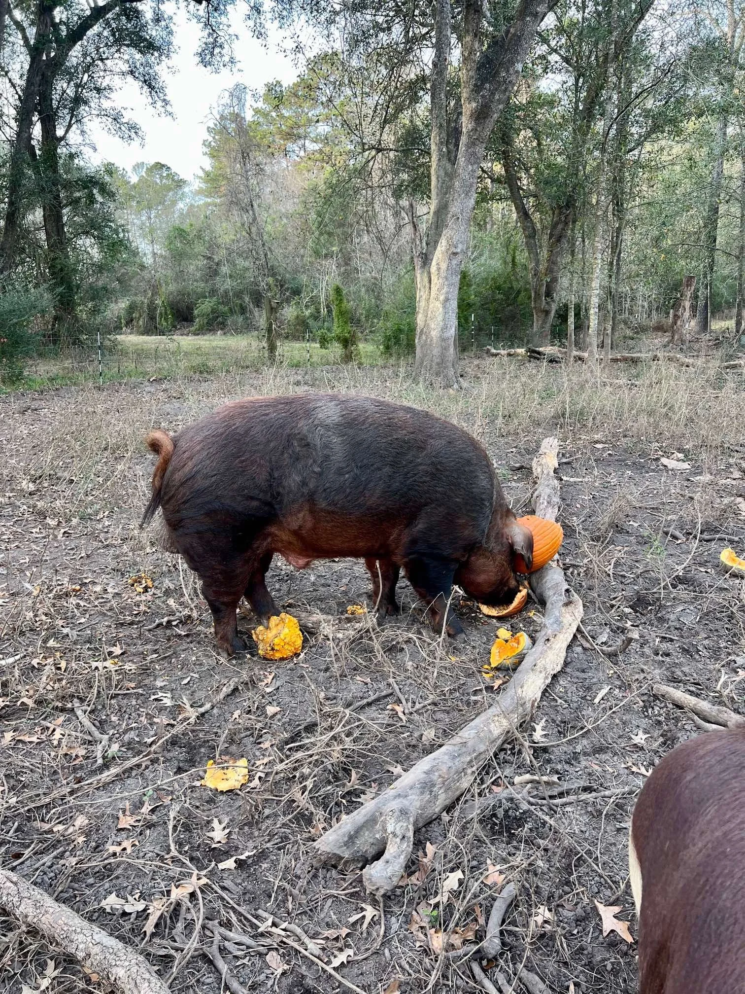 Beef & Goat Harvest, Family Visit, Weaning Piglets and the End of ...