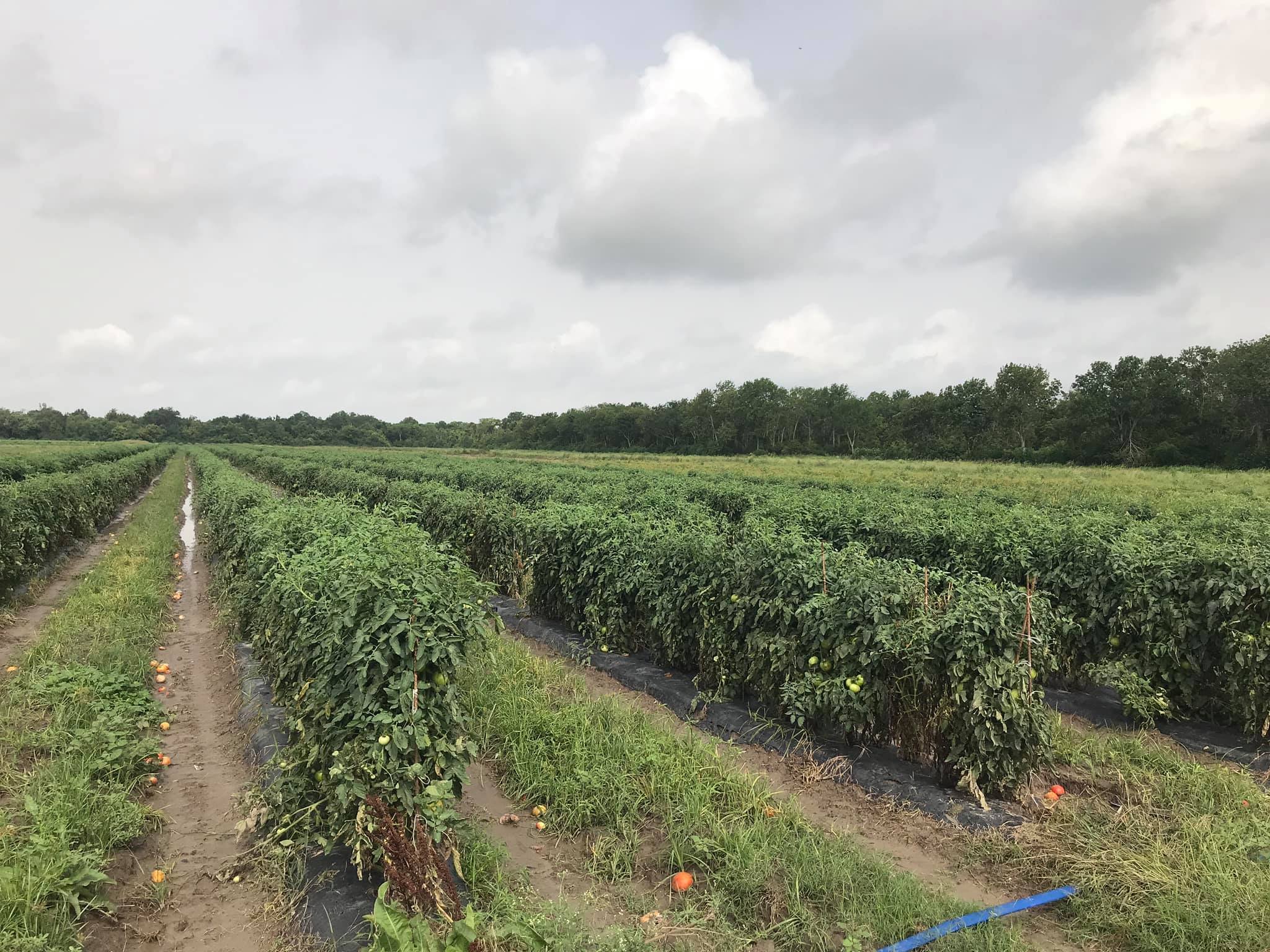 MATT RANATZA FARM — Laughing Buddha Nursery