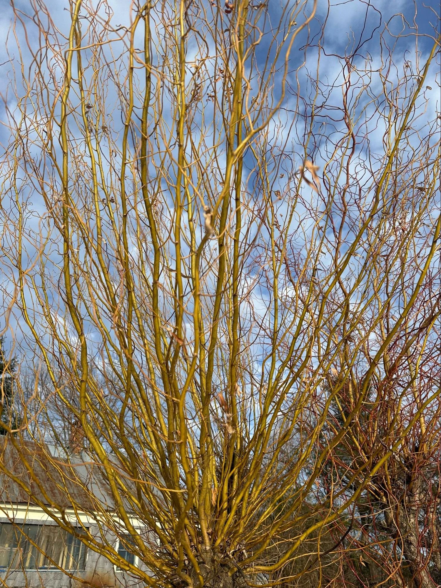 Willow Shop — Morey Hill Farm