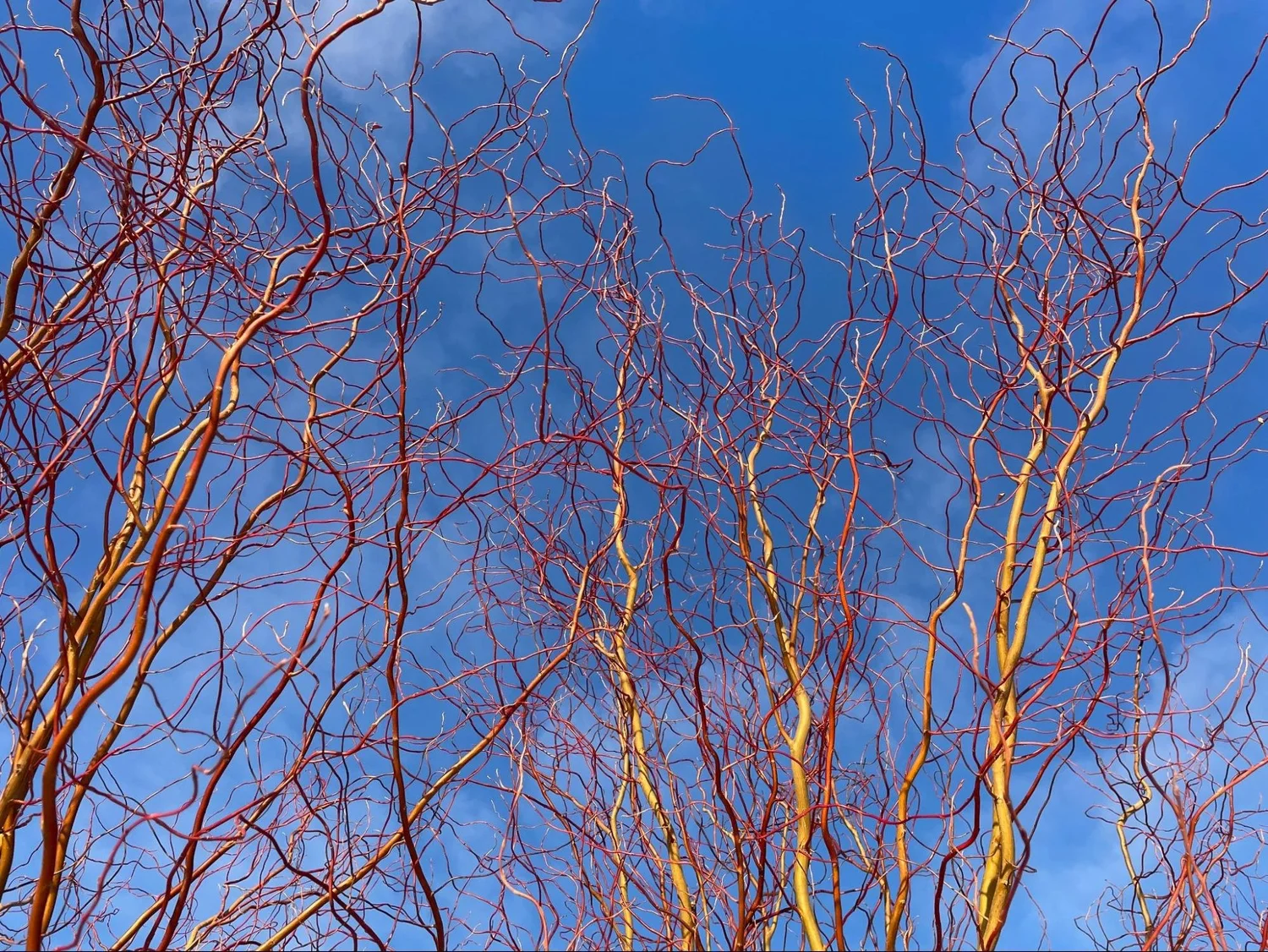 Willow Shop — Morey Hill Farm