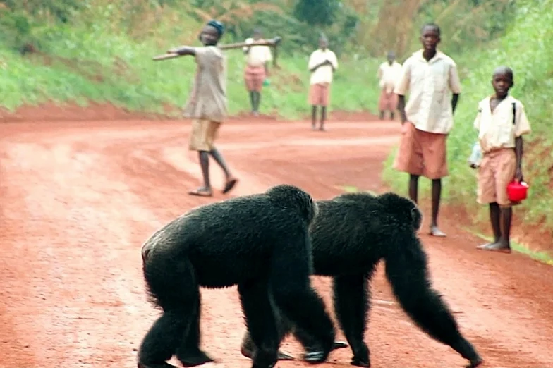 ChimpSaver.org