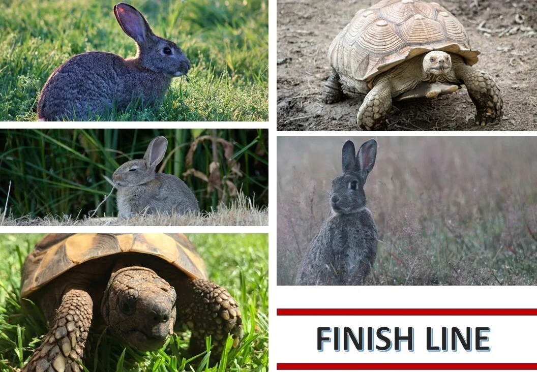 Tortoise And The Hare Race