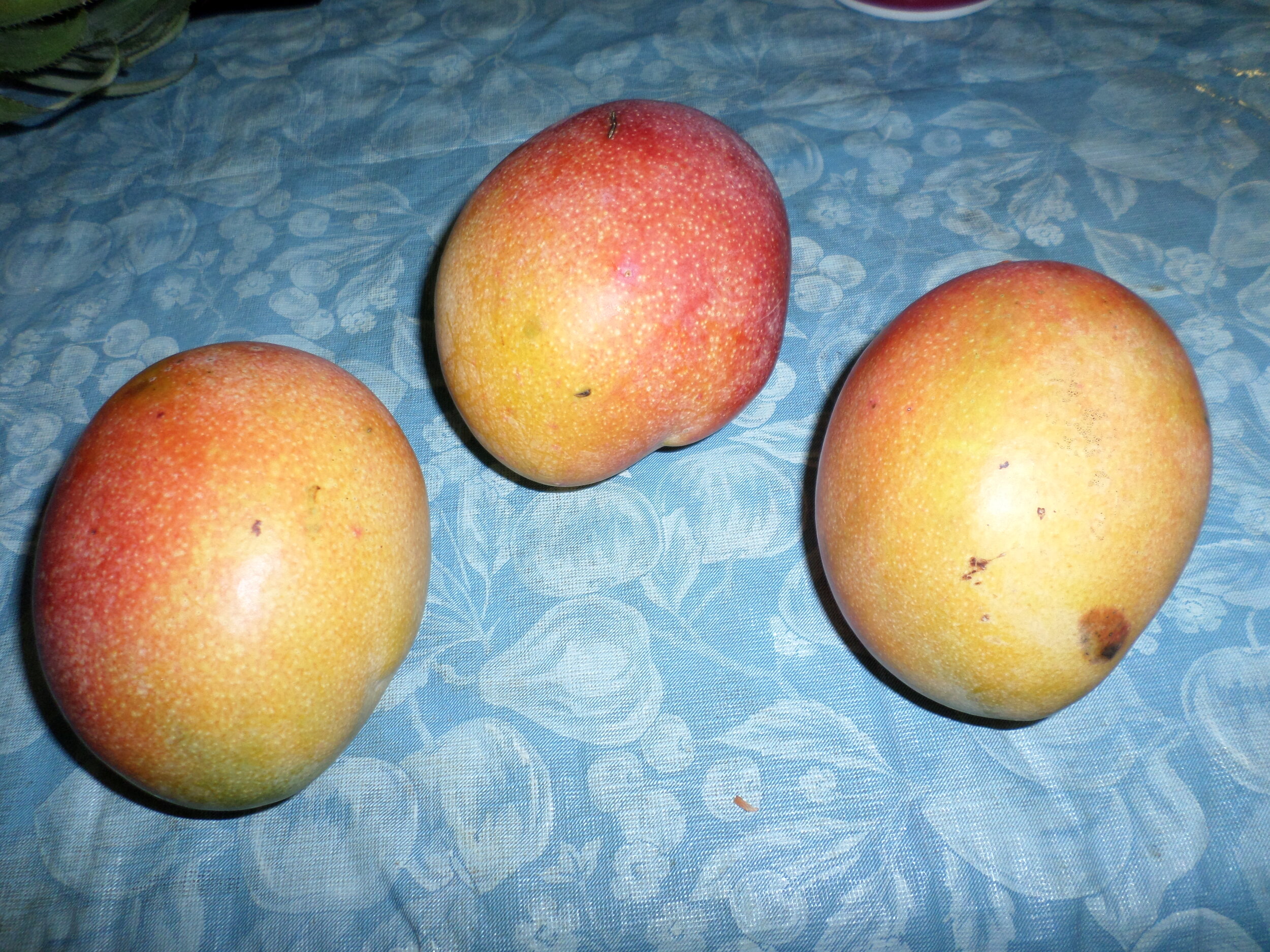 The Mangoes in my Granny's Yard — Cherrymae Designs