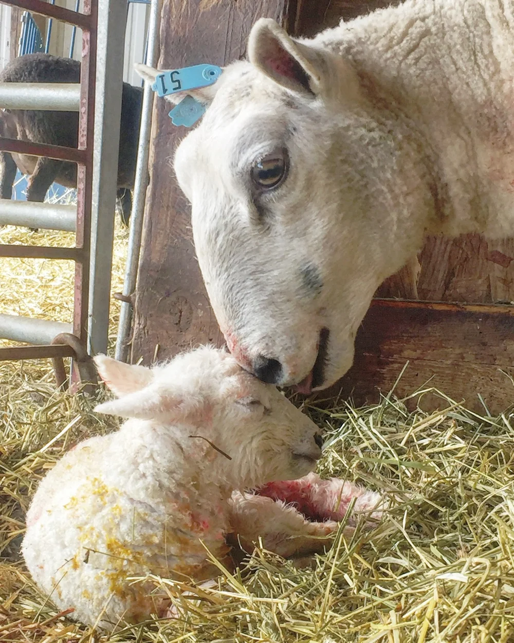 Cheviot Sheep — Aerie Farm East