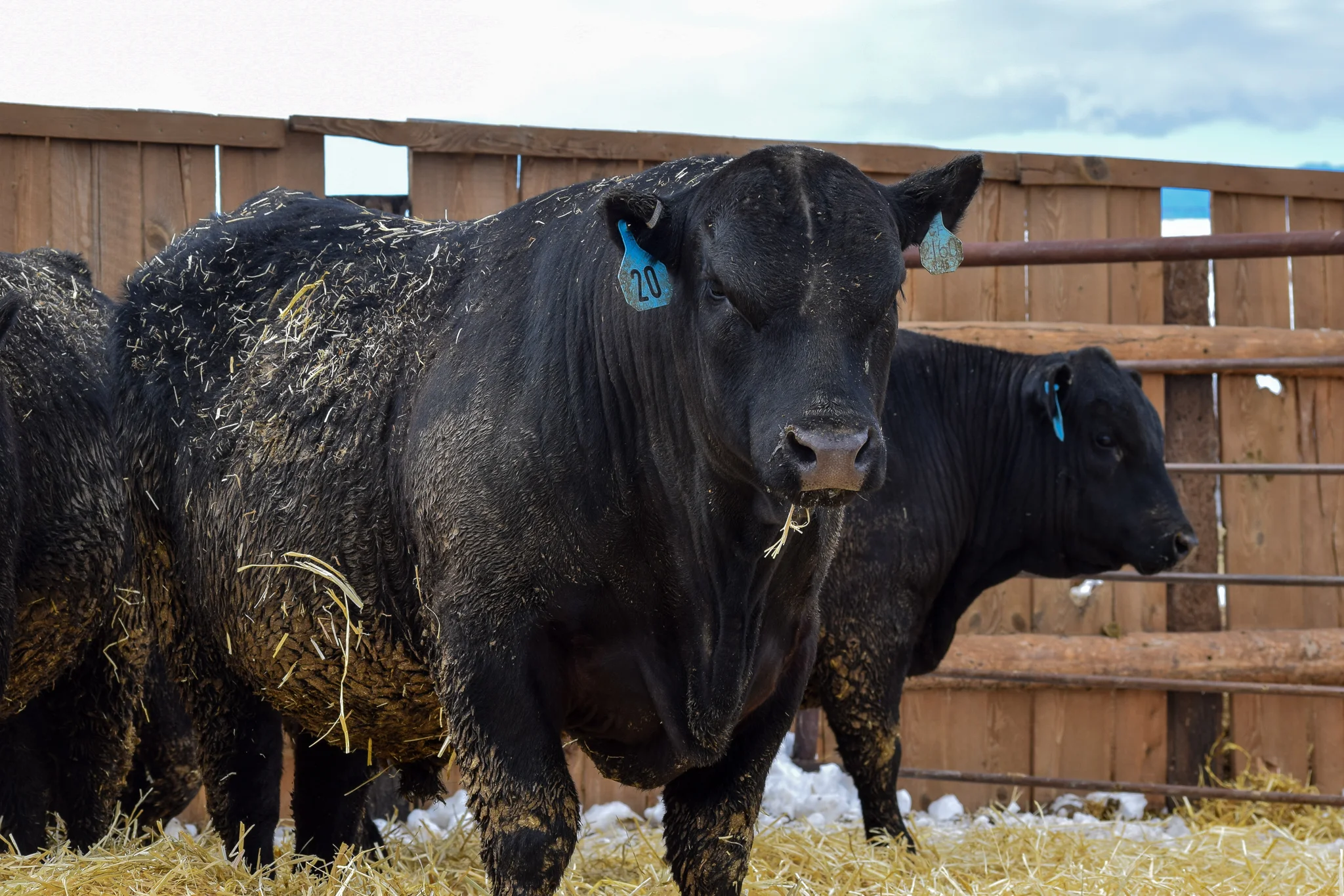 Production Sale — Wheeler Moutain Ranch