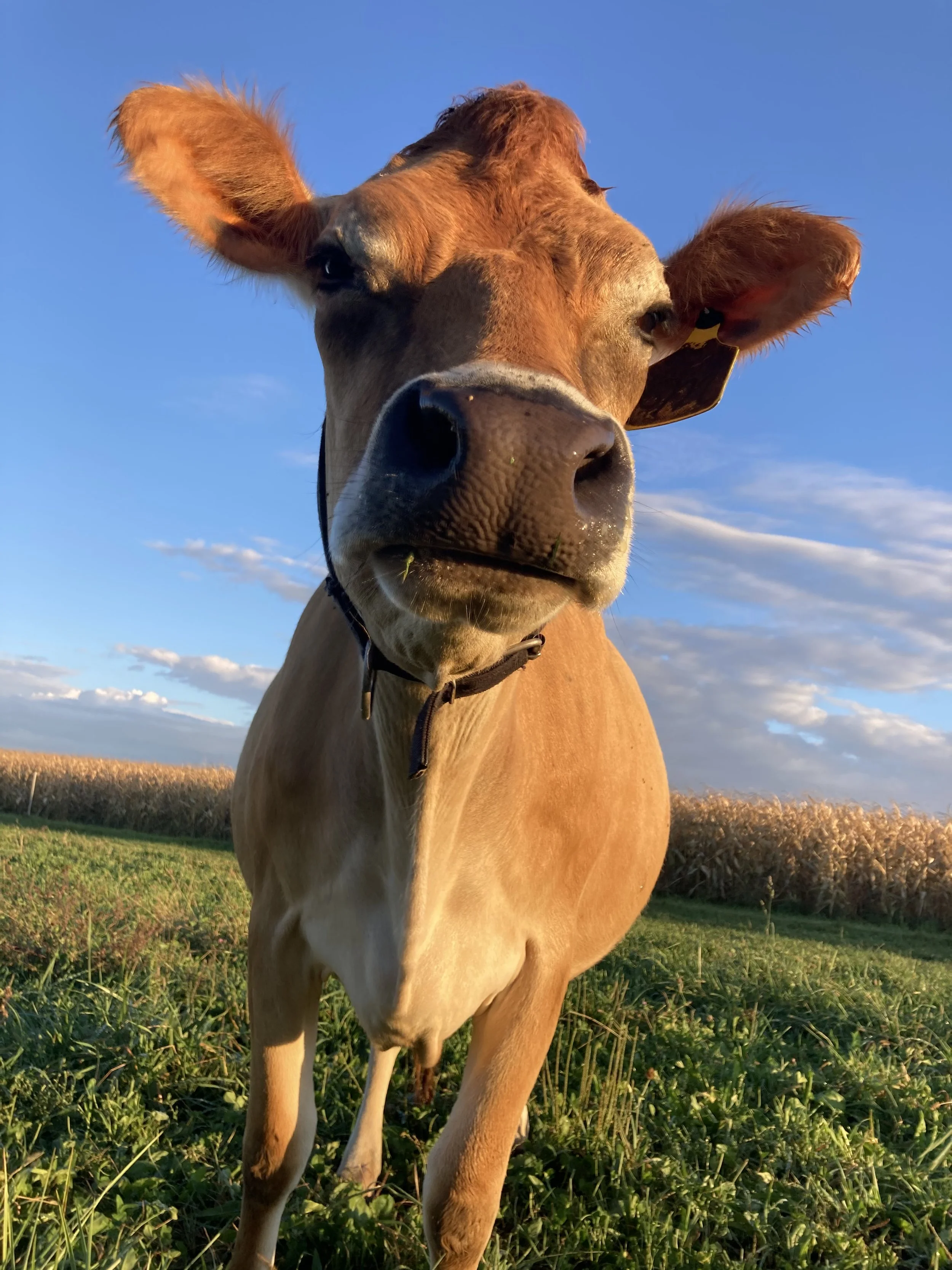 Jersey Cattle Face