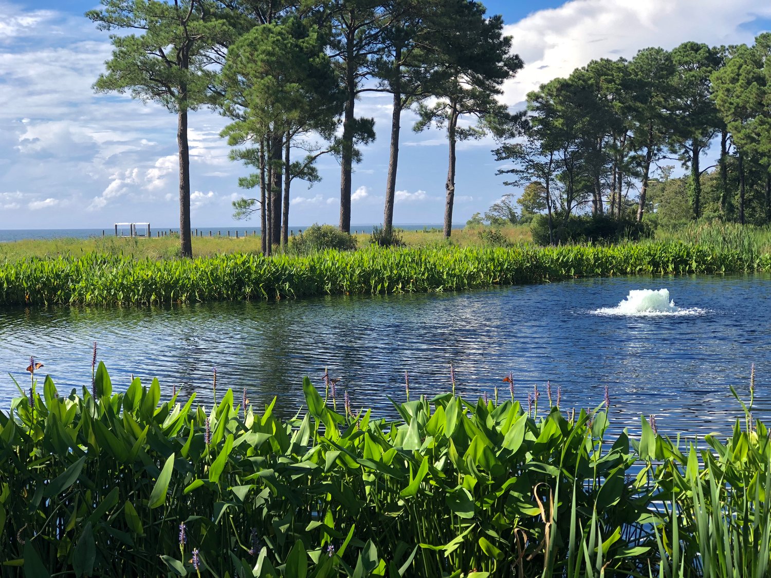 Aquatic Habitat
