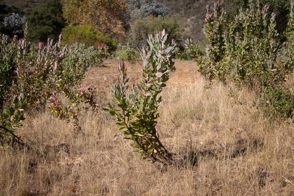 How to Prune Protea