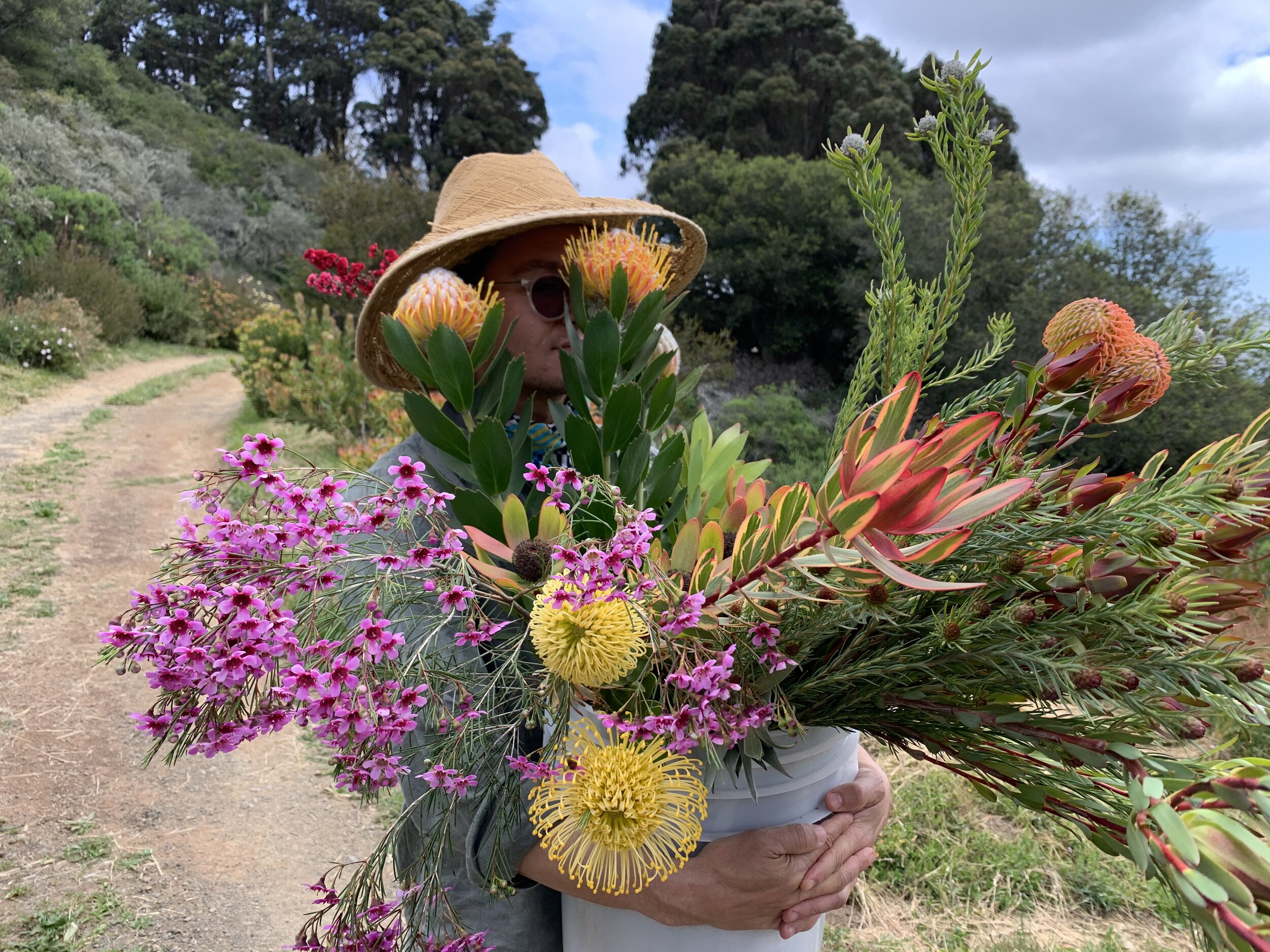 Cut Flower Growers In South Africa - Home Alqu