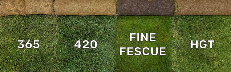 Sod — Medina Turf Farms
