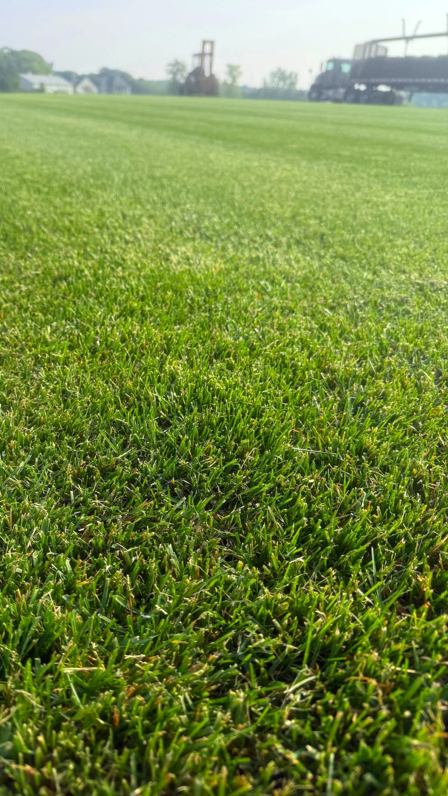 Sod — Medina Turf Farms