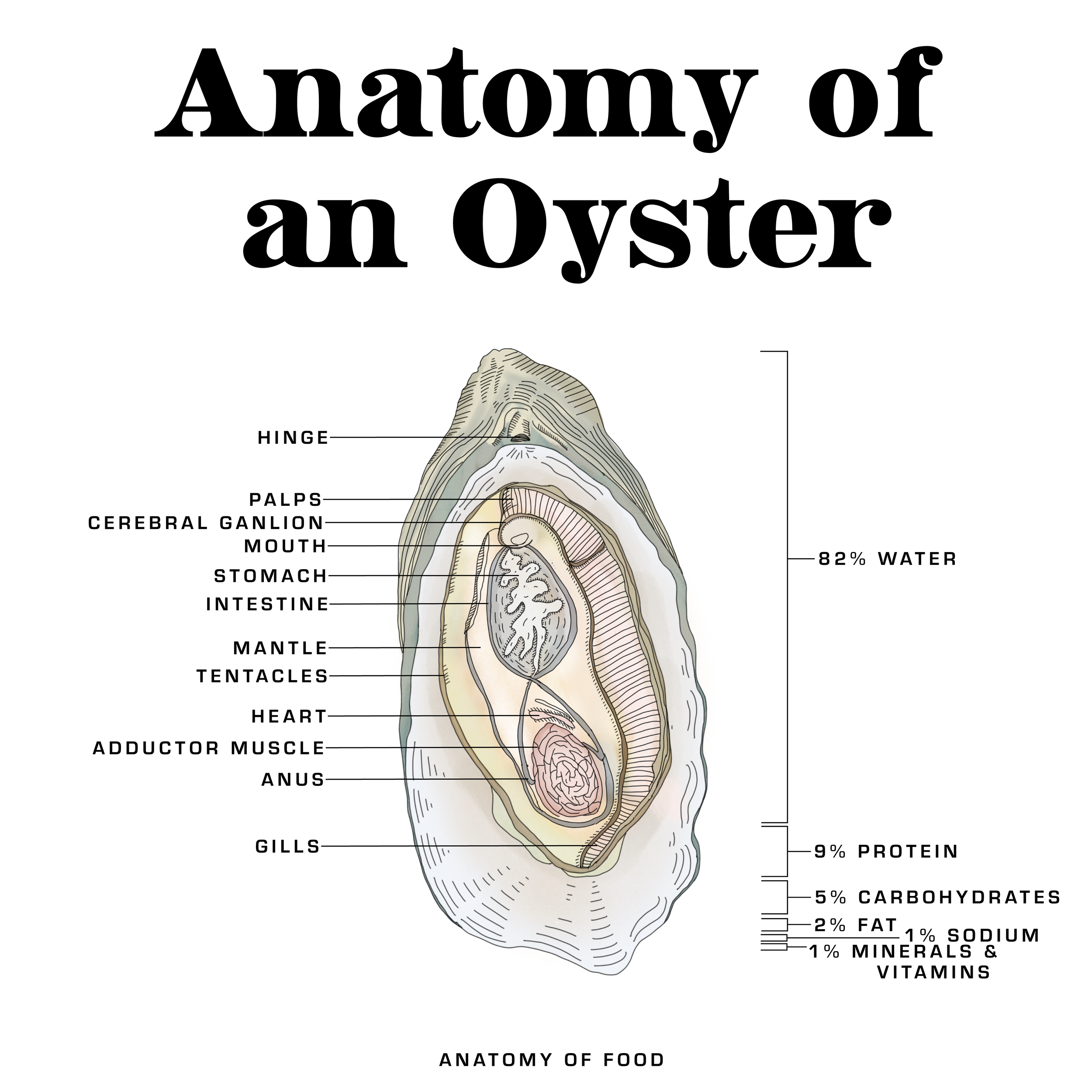 Oyster External Anatomy