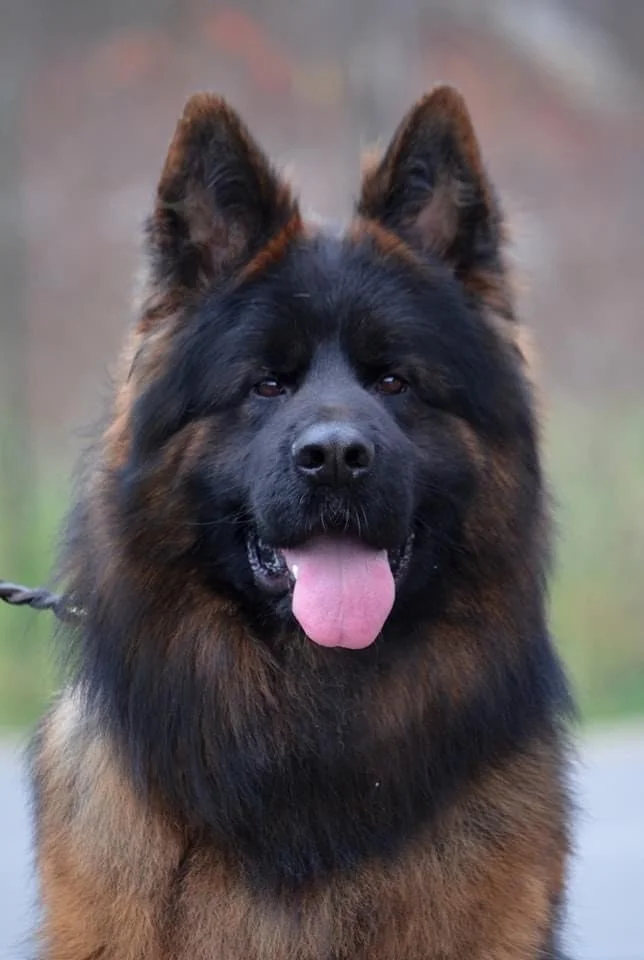 Our Males — Sea Knight Kennels