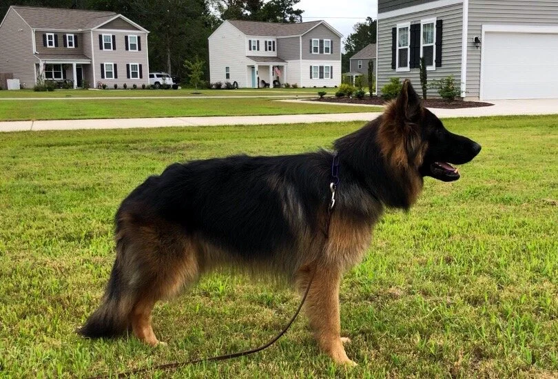 Our Males — Sea Knight Kennels