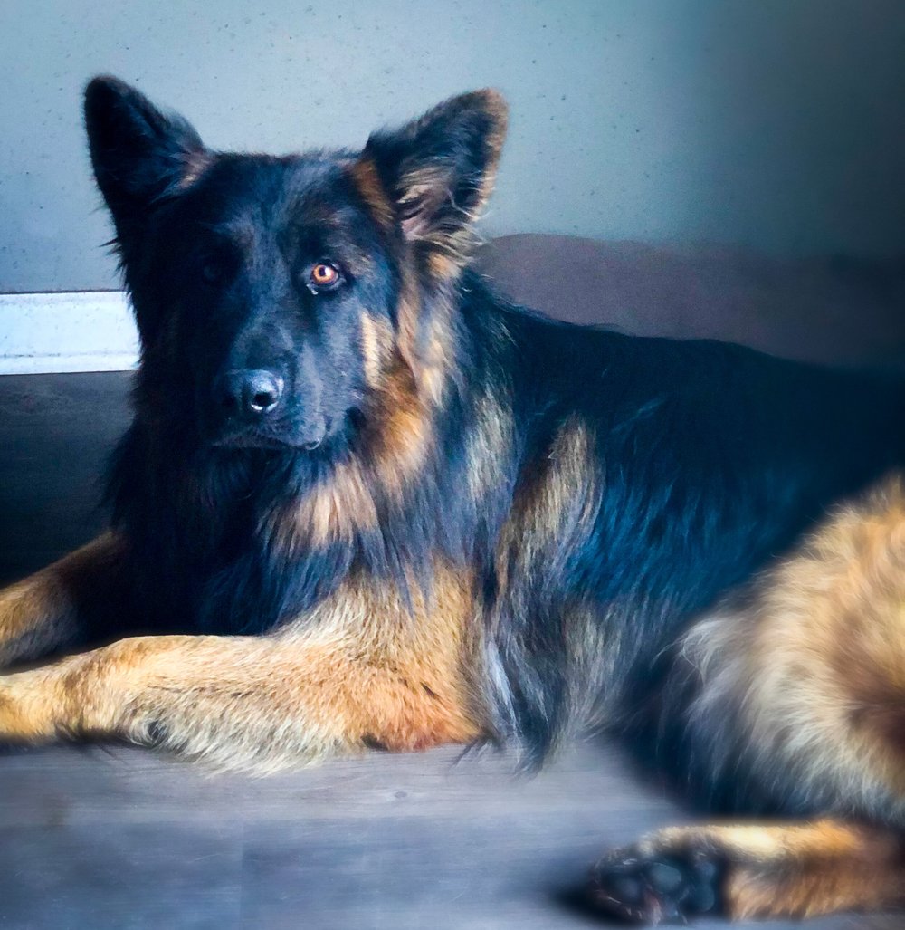 Our Males — Sea Knight Kennels