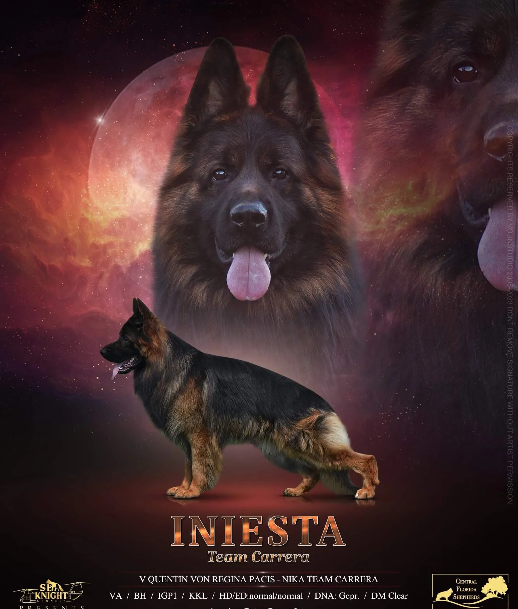 Our Males — Sea Knight Kennels