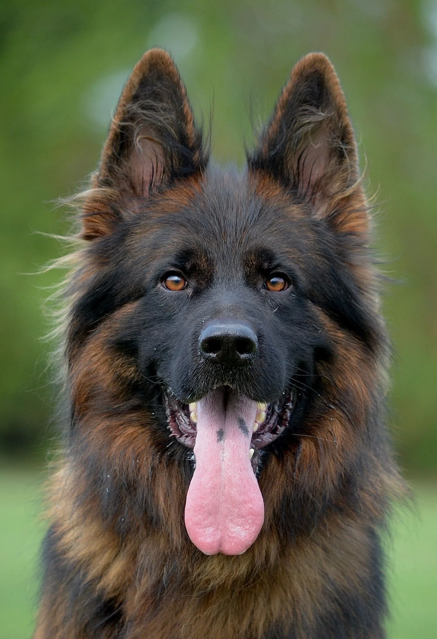 Our Males — Sea Knight Kennels