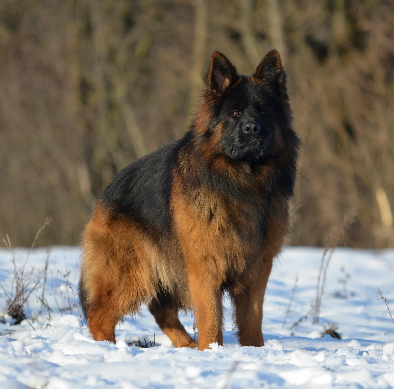 Our Males — Sea Knight Kennels