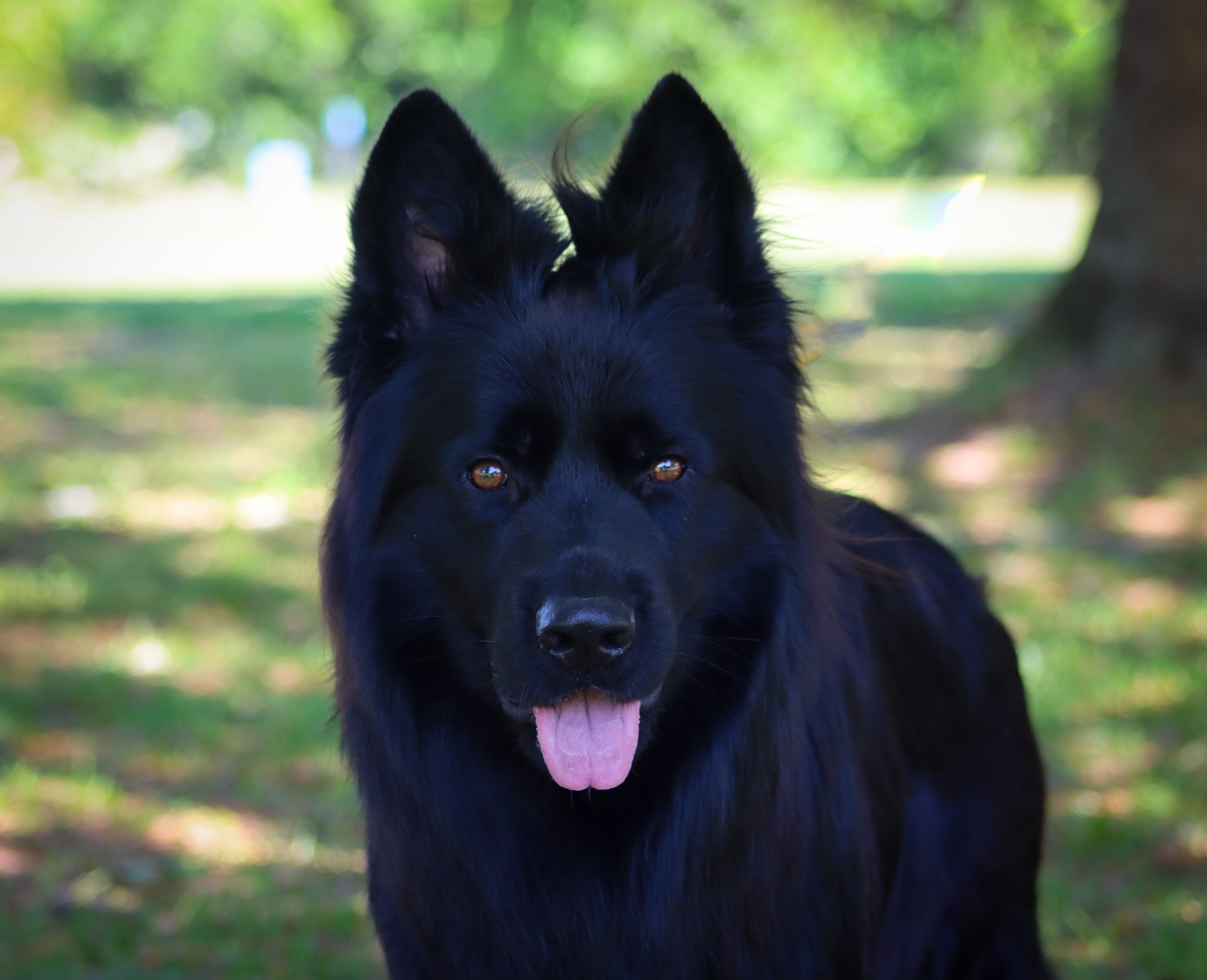 Our Males — Sea Knight Kennels