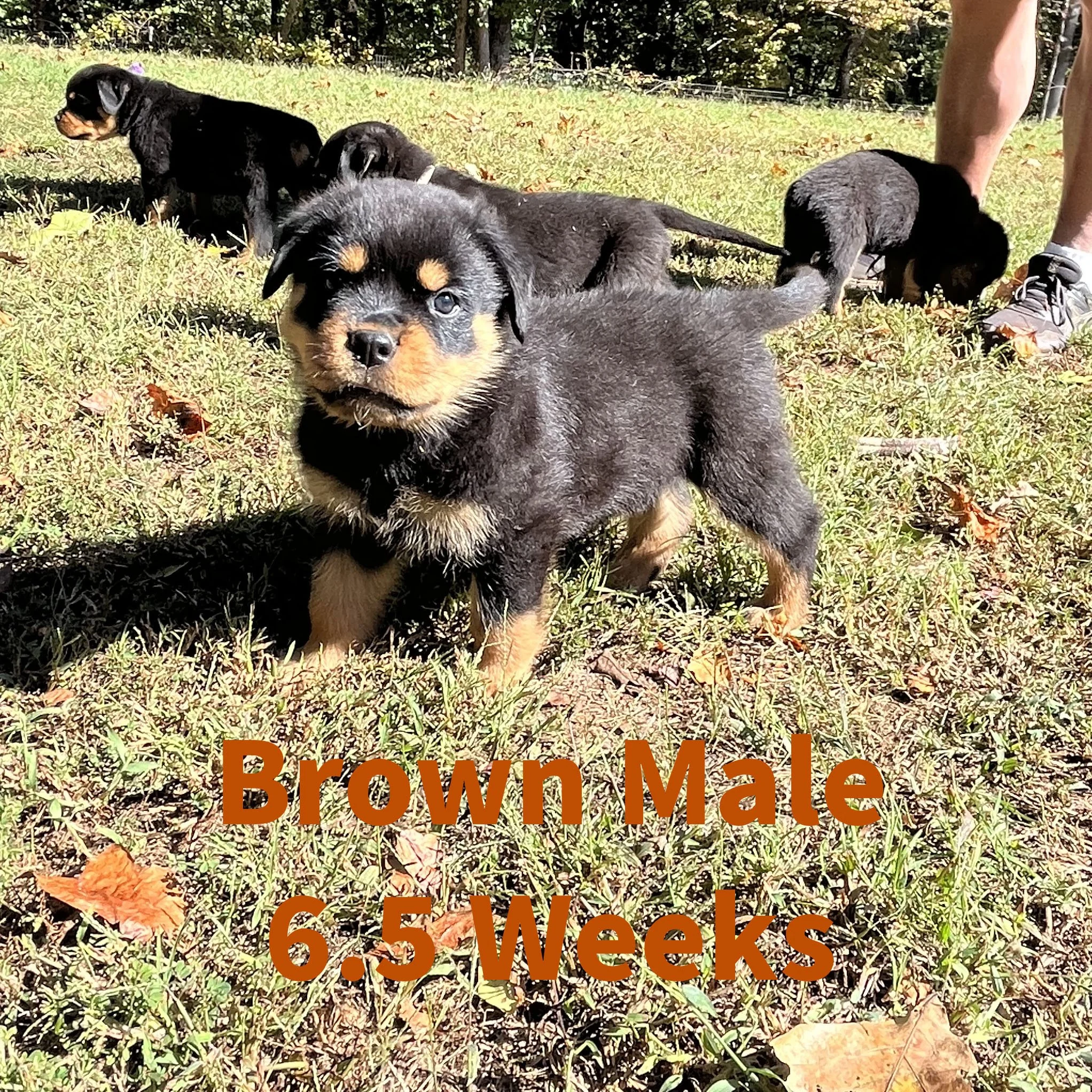 Rottweiler breeder in Atlanta Georgia - Georgia Rottweiler puppies for sale