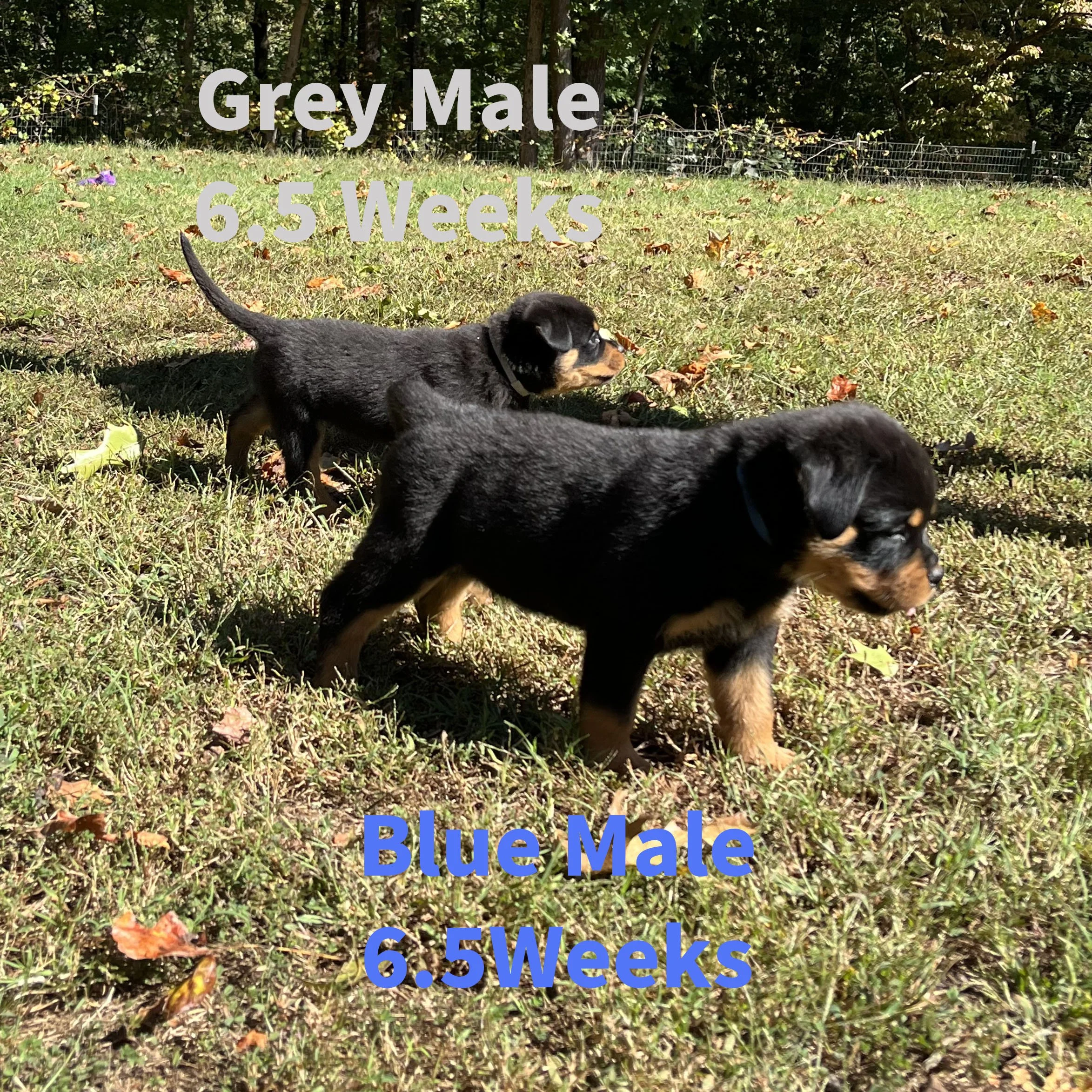 Rottweiler breeder in Atlanta Georgia - Georgia Rottweiler puppies for sale