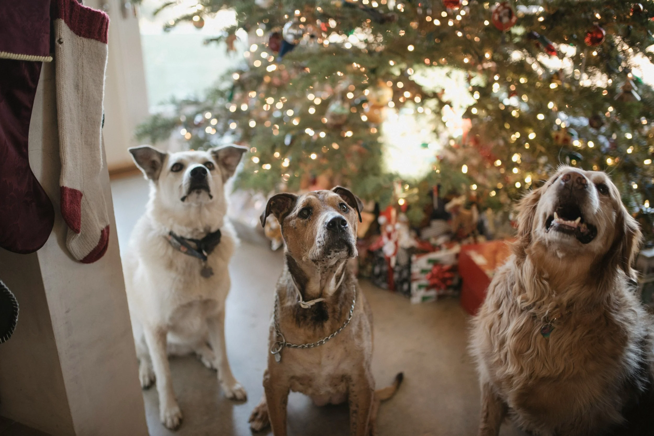 6 Fun Ways to Celebrate Christmas With Your Dog - Woof Republic