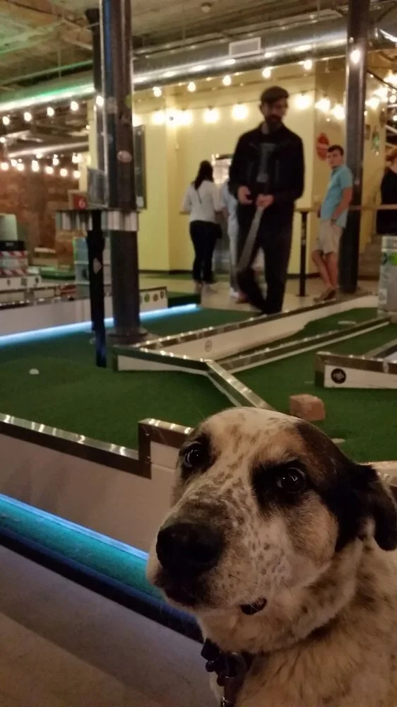 Best Dog Friendly Bars In Seattle - Flatstick Pub - Woof Republic