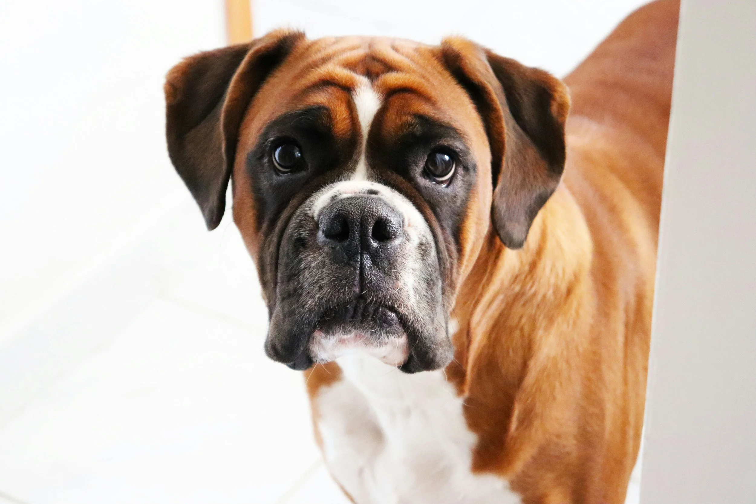 Ahead of ‘Euphoria’ Season 3, Meet the Cast’s Beloved Dogs - Woof Republic