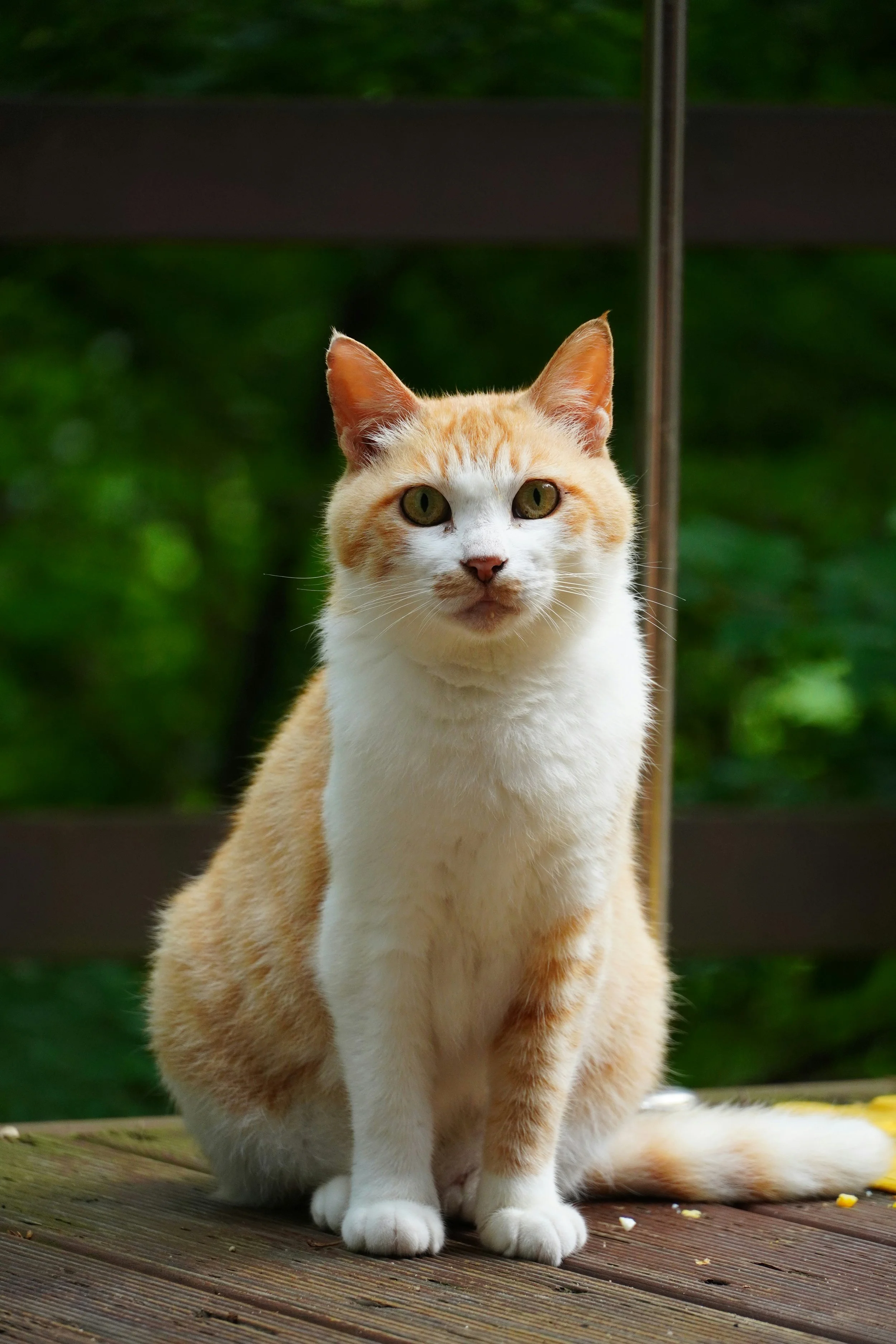 Meet the Adorable Pets of the ‘Summer House’ Cast - Woof Republic