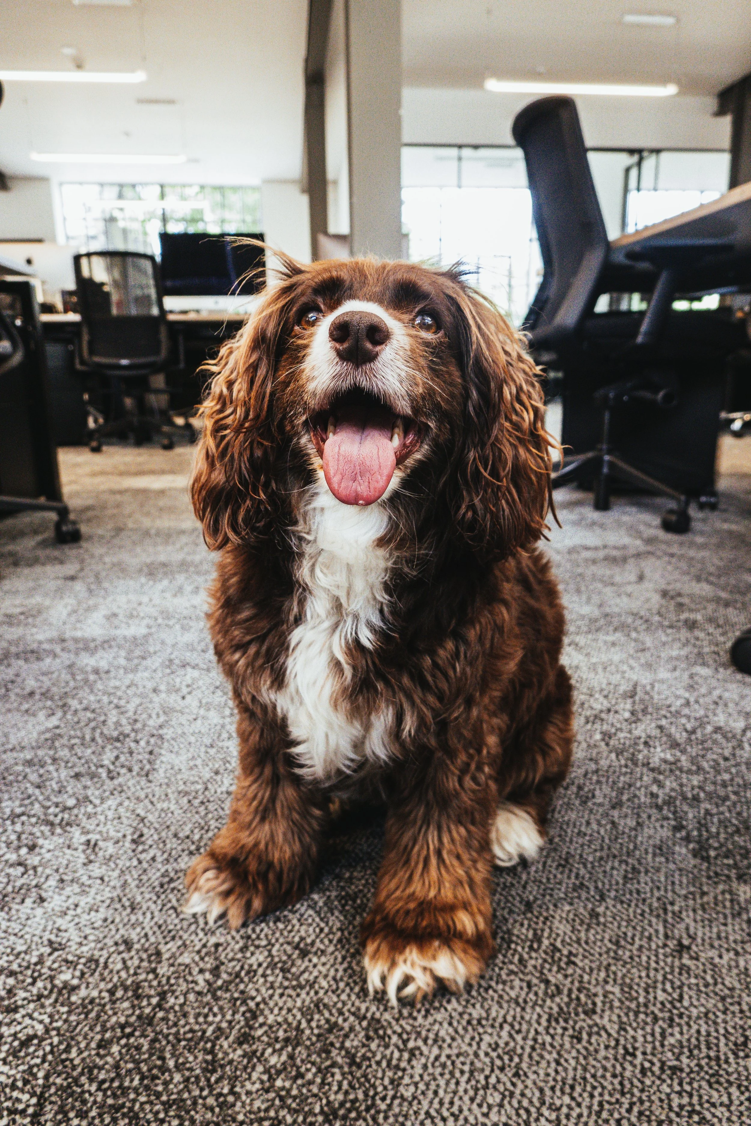 5 Tips For Bringing Your Dog To The Office - Woof Republic