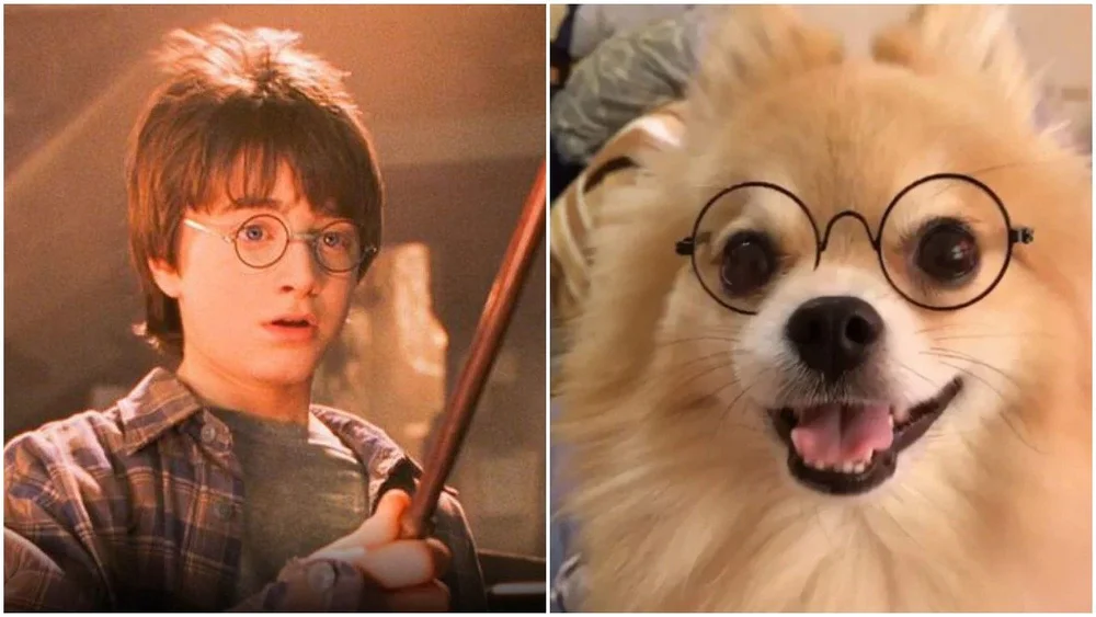 Harry Dogs