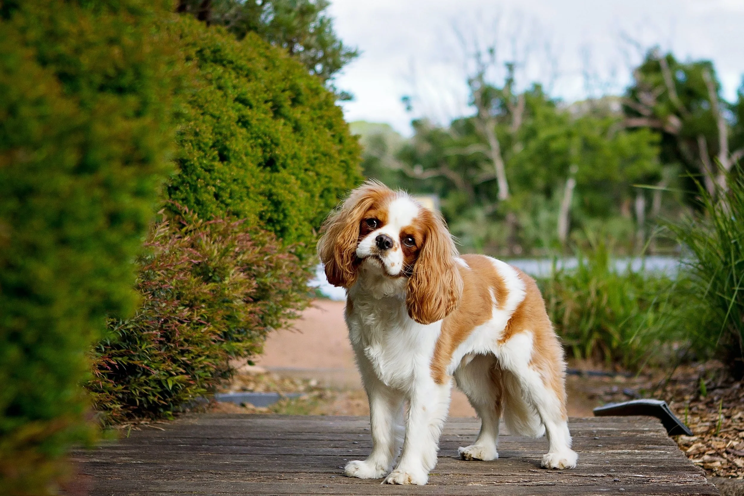 10 Best Dog Breeds For Families - Woof Republic