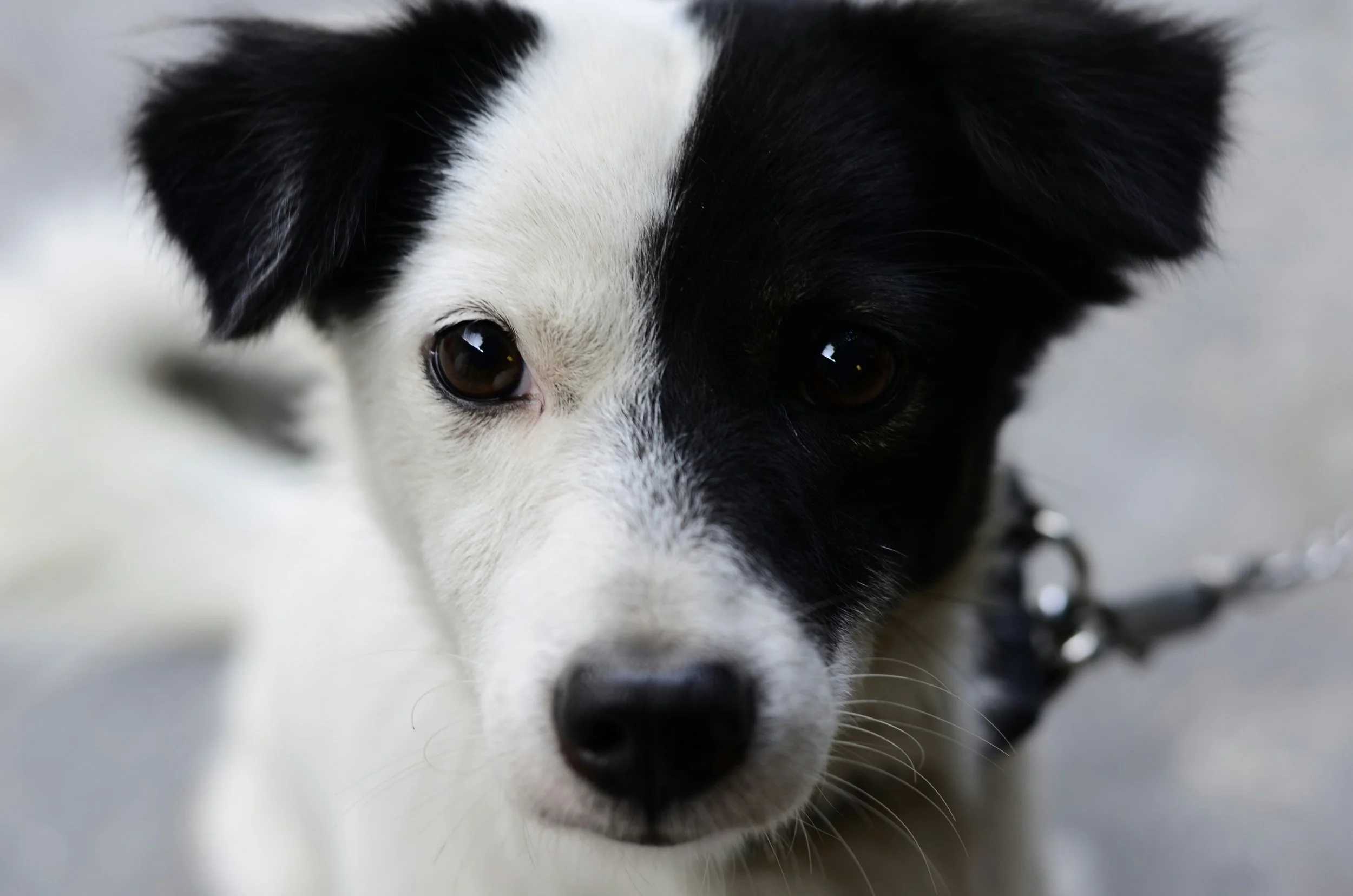 The Cast of 'The White Lotus' & Their Adorable Dogs - Woof Republic