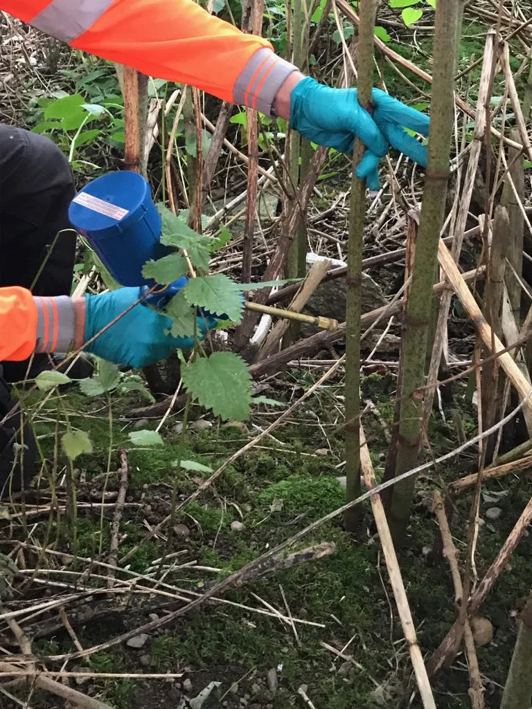 Invasive Species — Vertex Access | Rope Access | Drone Surveys | Rail