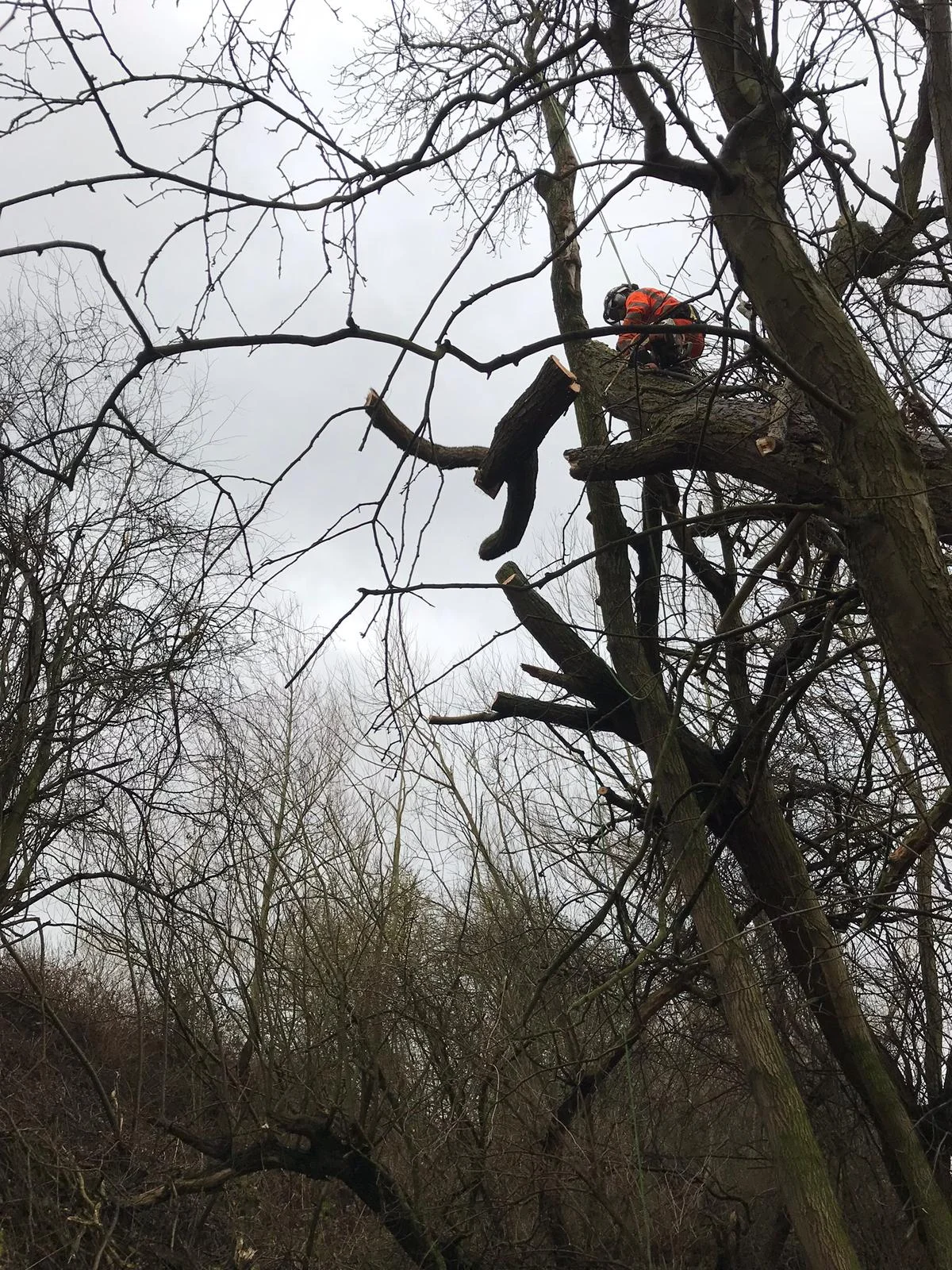 Tree Surgery — Vertex Access | Rope Access | Drone Surveys | Rail