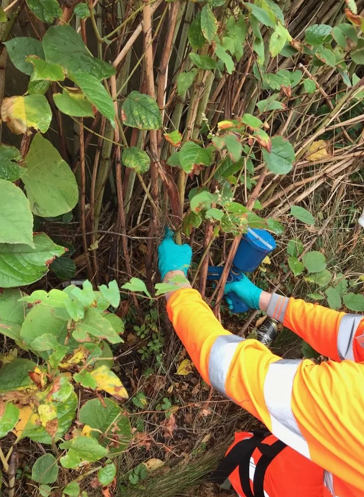 Invasive Species — Vertex Access | Rope Access | Drone Surveys | Rail