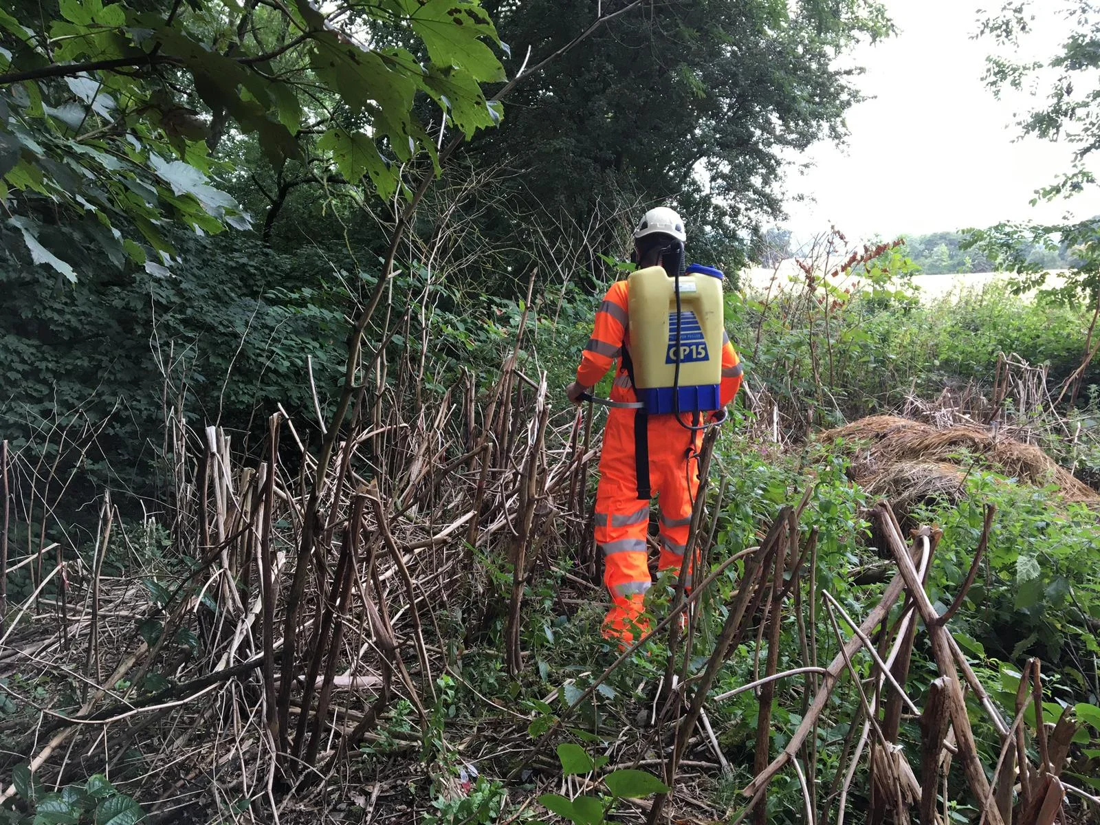 Invasive Plants Awareness — Vertex Access | Rope Access | Drone Surveys ...