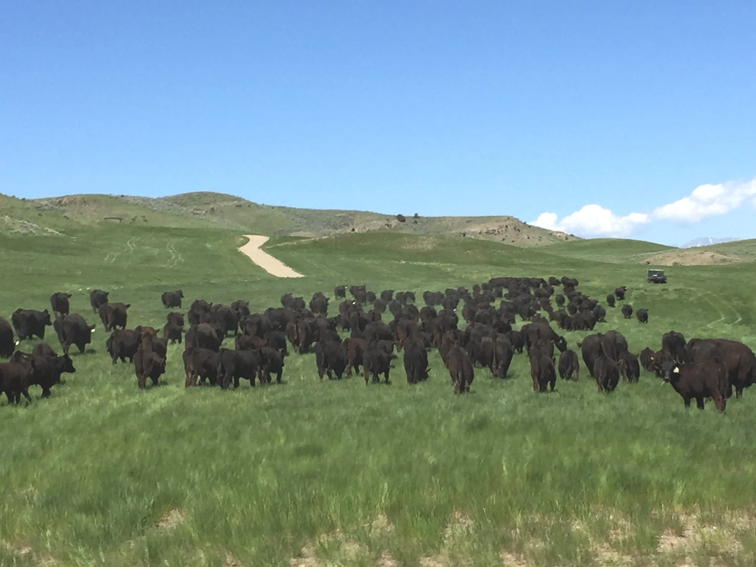 Leachman Angus Ranch