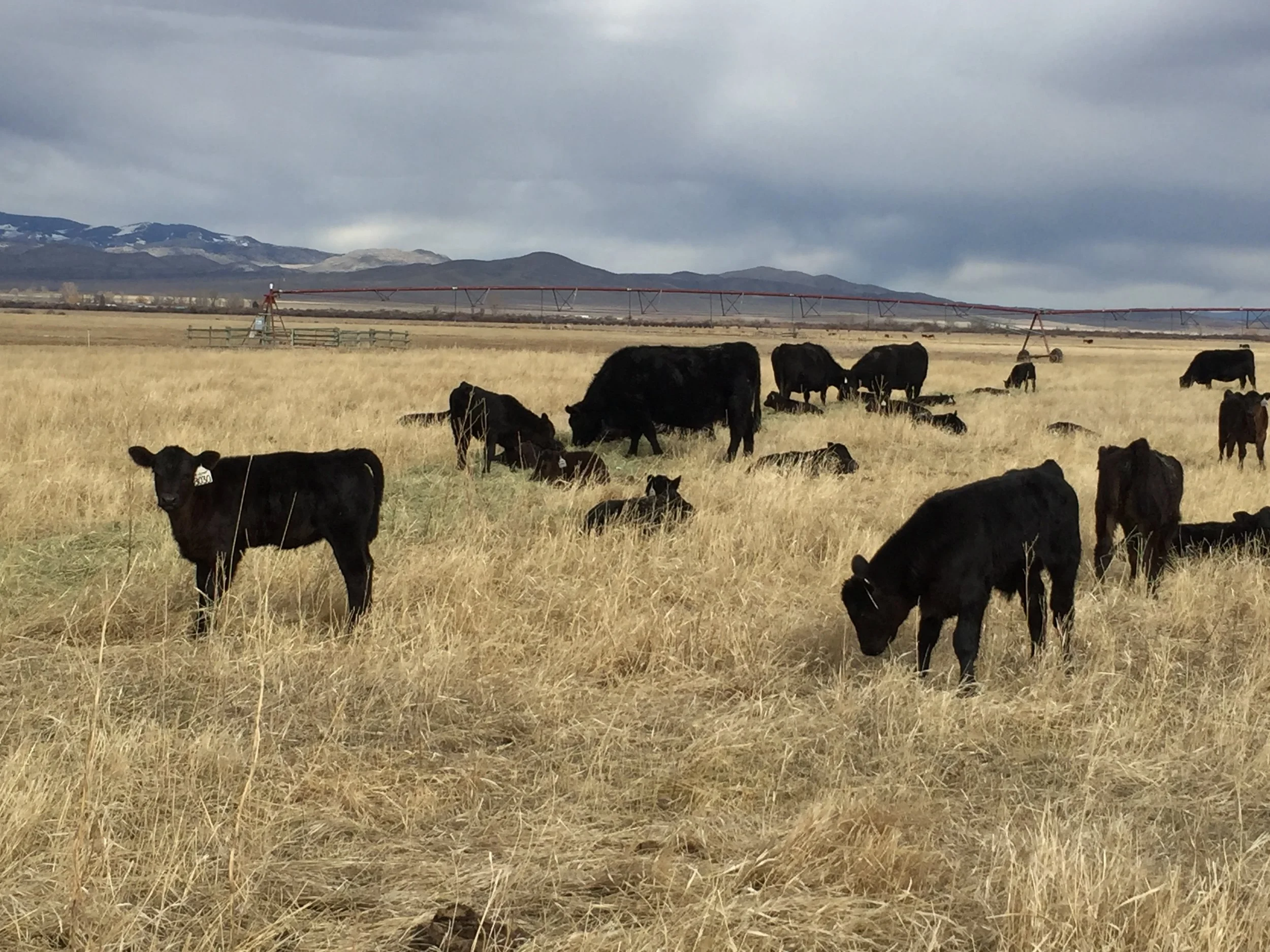 Females — Leachman Angus Ranch