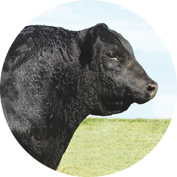 Leachman Angus Ranch