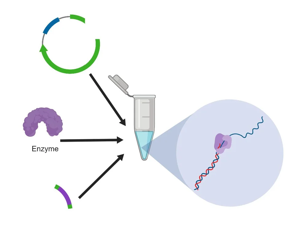 Gene Cloning Animation