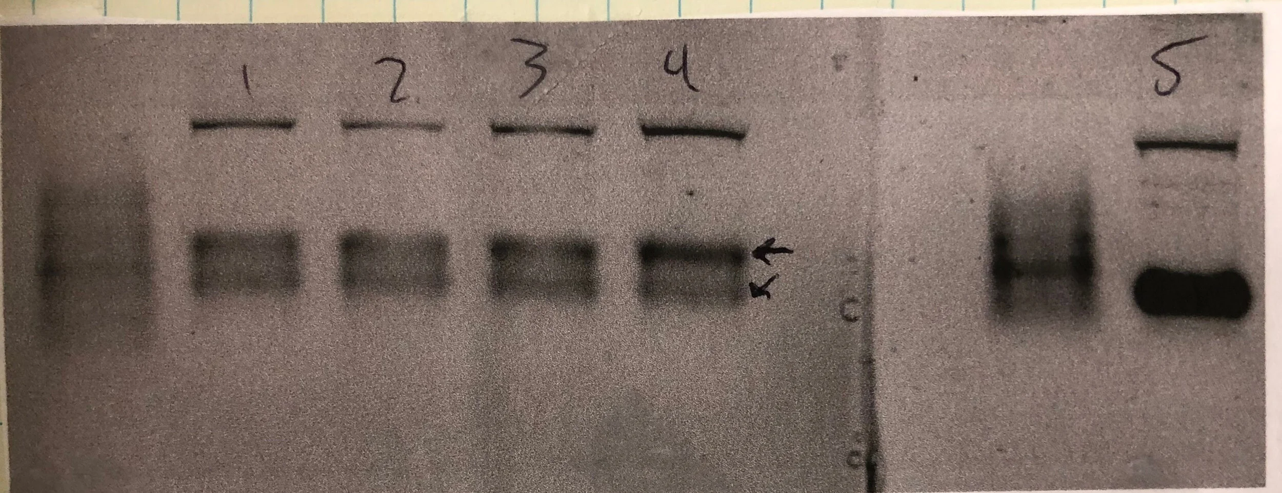 How to run DNA and RNA gels at higher voltage (i.e. faster) — Larry ...