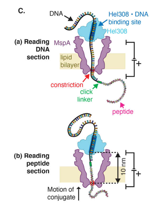 Nanopores for Protein Sequencing — Larry Rodriguez, PhD