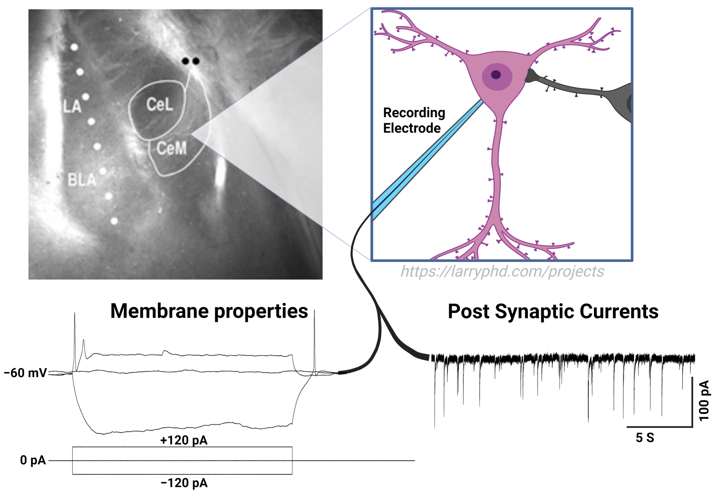 Research summary — Larry Rodriguez, PhD