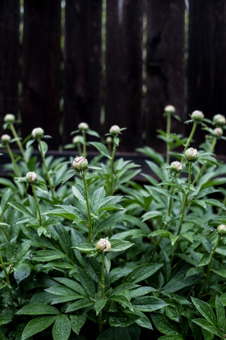 How to move a peony bush without upsetting the fairies — Suzanne ...
