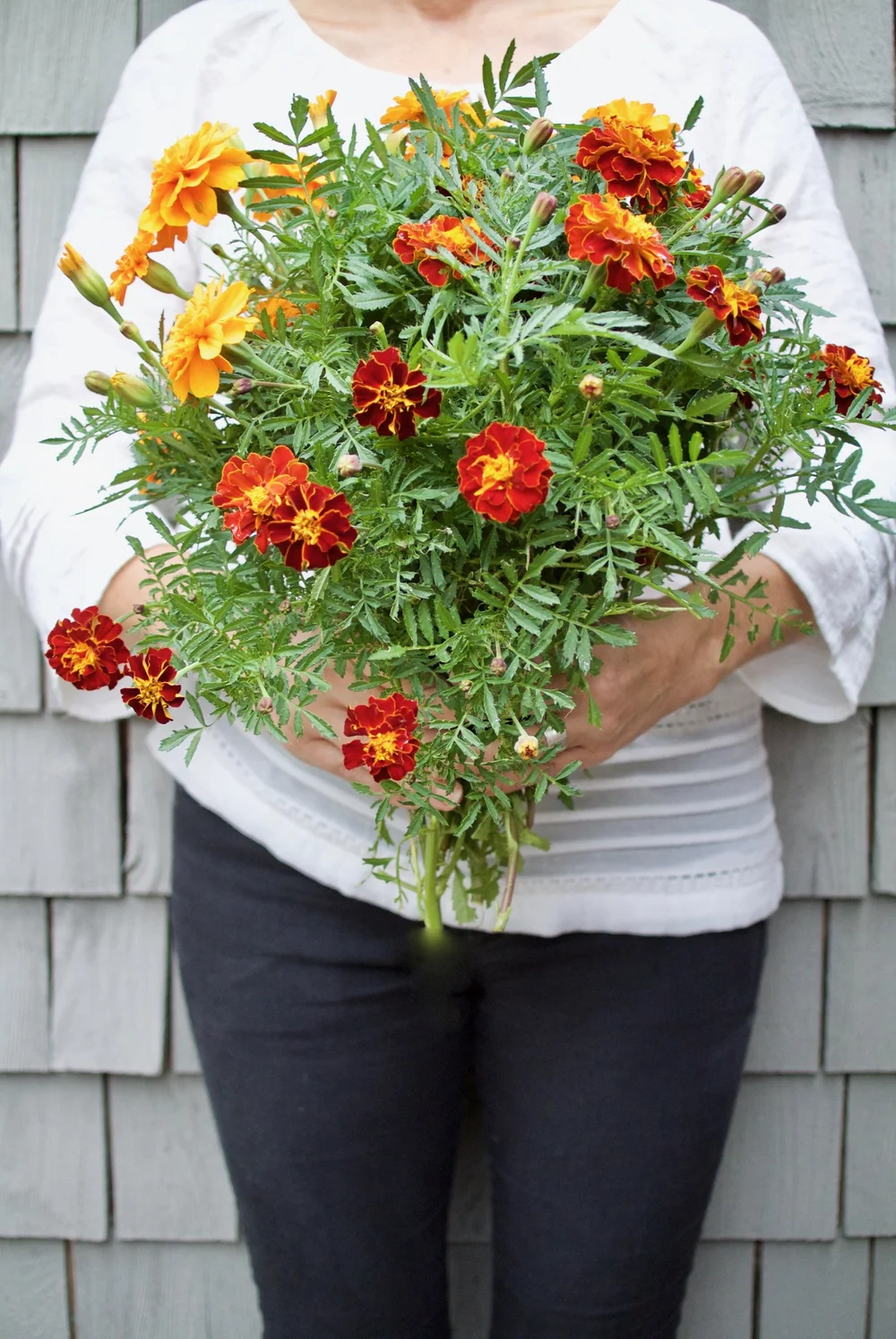 Marigold, the perfect fall flower — Suzanne McCarthy Photography
