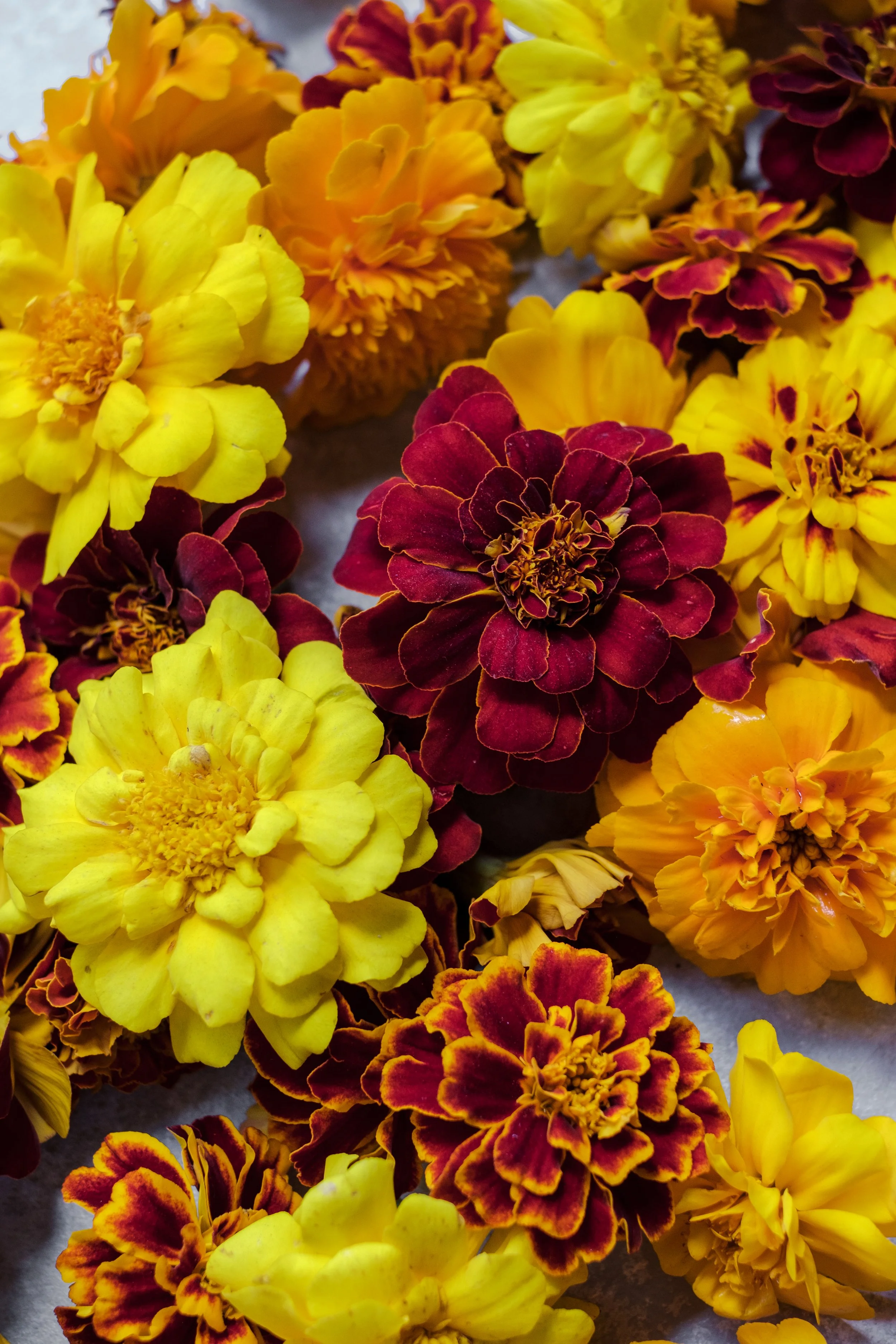 Marigold, the perfect fall flower — Suzanne McCarthy Photography
