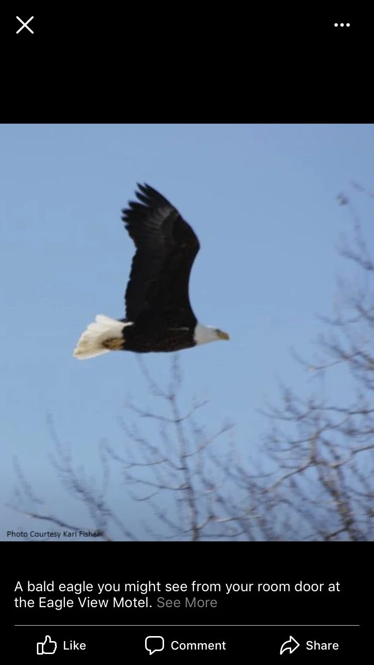 Birds Of The Eagle View — An Eagle's View