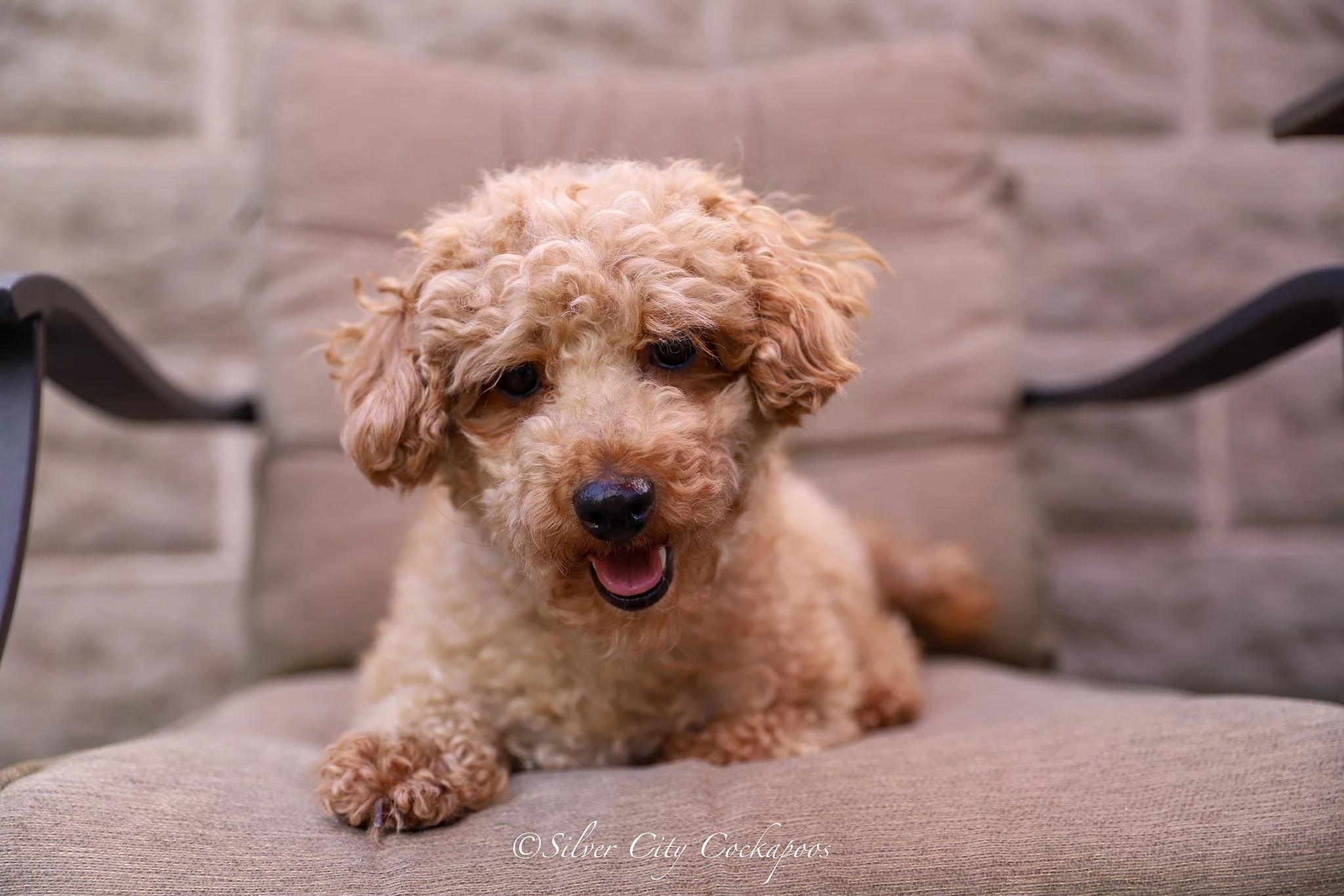 Upcoming Litters — Silver City Cockapoos