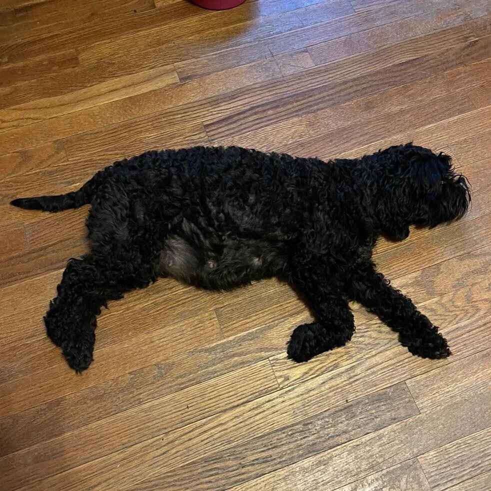 Silver City Cockapoos